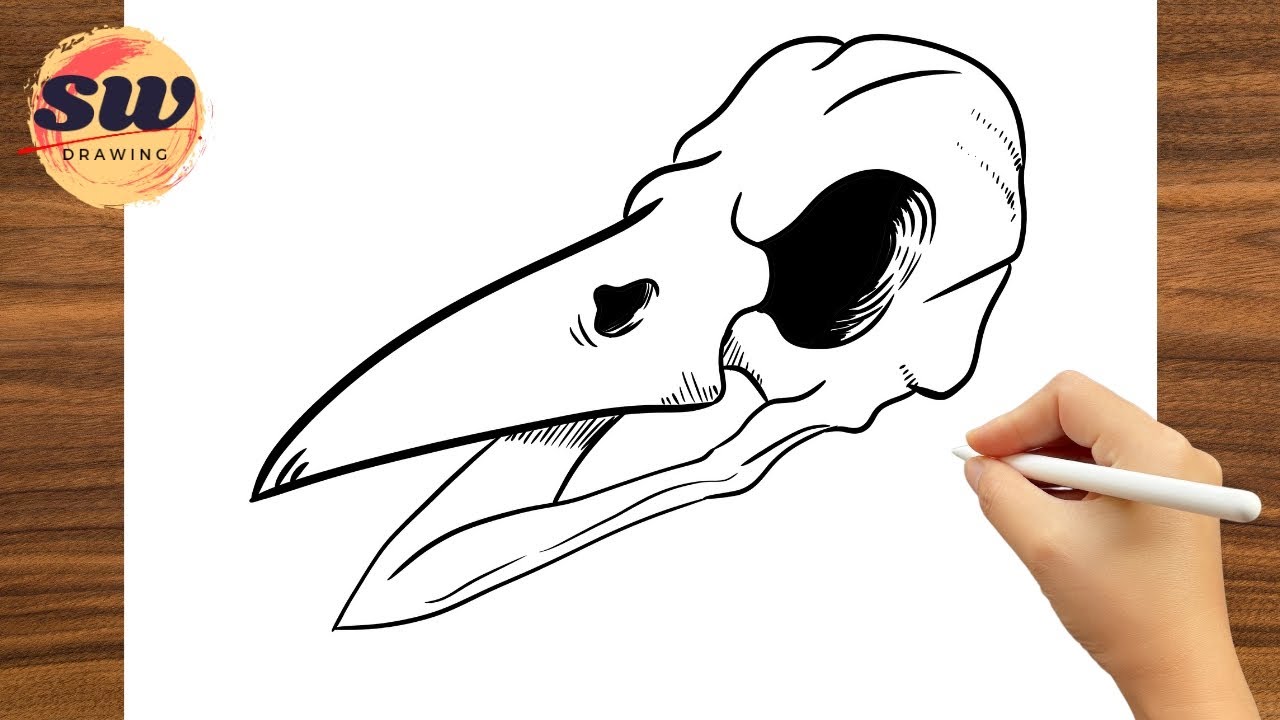 How to Draw Bird Skull - YouTube