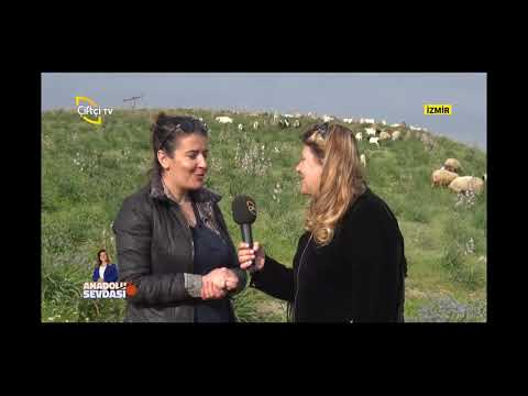 Seferihisar' da Hayvancılık Faaliyetleri ve Doğal Yaşam - ANADOLU SEVDASI / Çiftçi TV