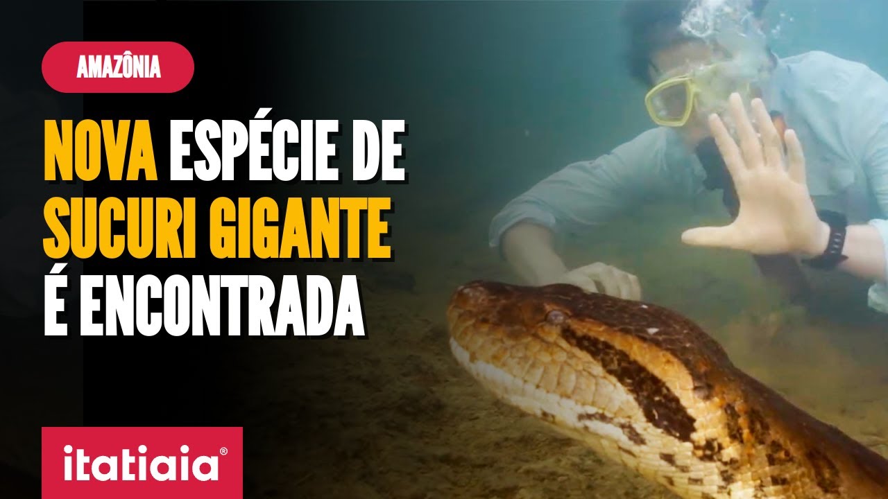 NOVA ESPÉCIE DE SUCURI-VERDE GIGANTE É DESCOBERTA EM RIO DA AMAZÔNIA - YouTube