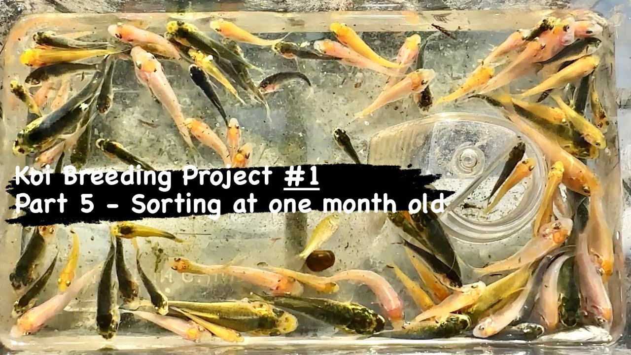 Koi Breeding Project #1 Part 5 - Sorting at one month old #koi # ...
