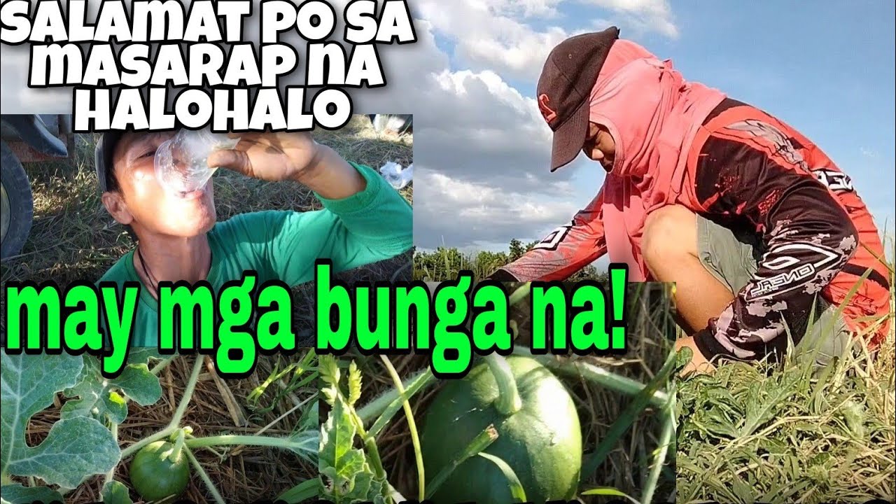 WATERMELON FARM | may bunga na ang pakwan natin+pagdadamo sa seminis ...