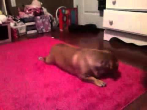 My dog walking very weird - YouTube