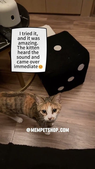 Meow language #pets #anmals #cuteanimal #cat #studywithmeandmycat # ...