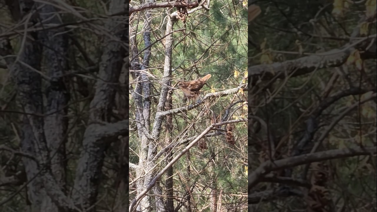 Have you ever seen a Red Tailed Hawk poop before?! #redtailedhawk # ...