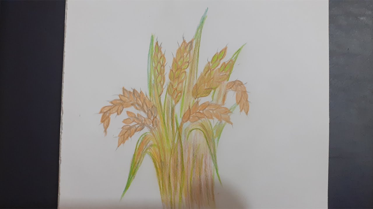 How to draw the Rice Tree - YouTube