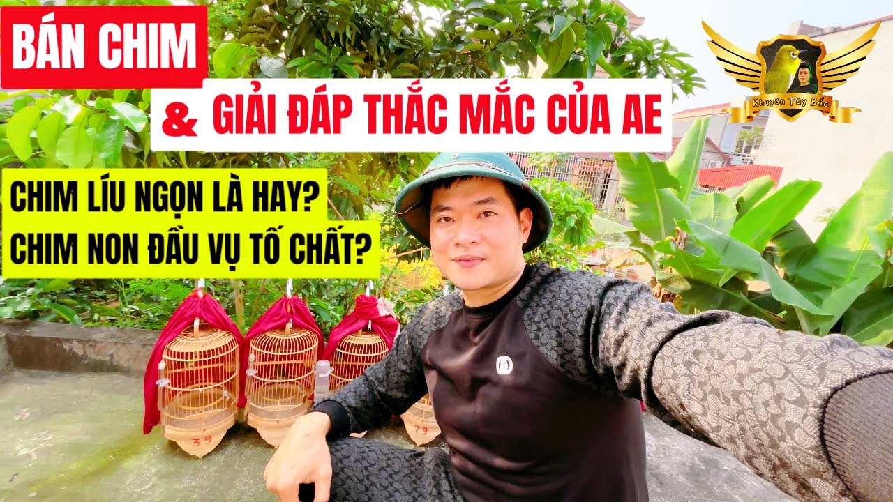 Chim Líu Ngọn Là Chim Hay? - Non Dầu Vụ Là Chim Tố Chất? - Bán Chim Xấu ...