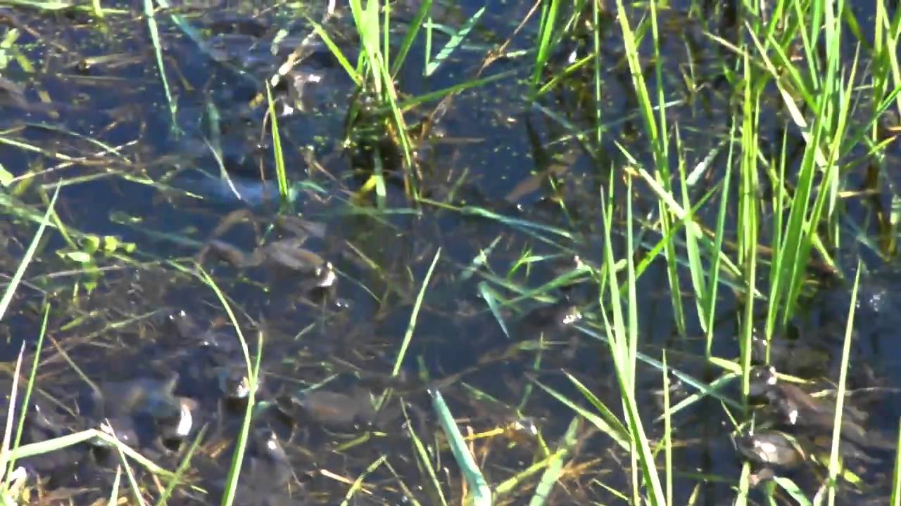 COALISLAND LINESIDE CANAL WALK FROGS & FROGSPAWN - YouTube