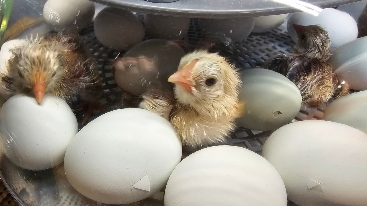 Chicks Hatching Tonight! #chicks #hatchingeggs - YouTube