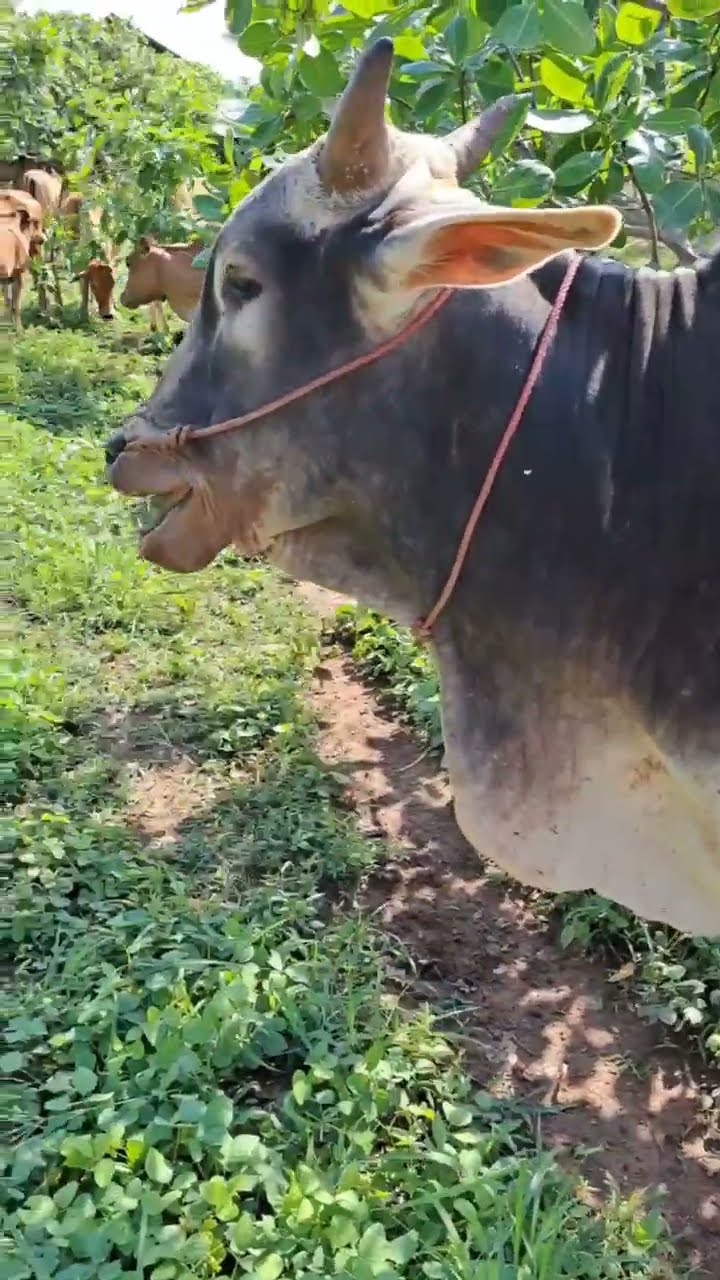 One of my polite Ox #animals #nature #cow #farming - YouTube
