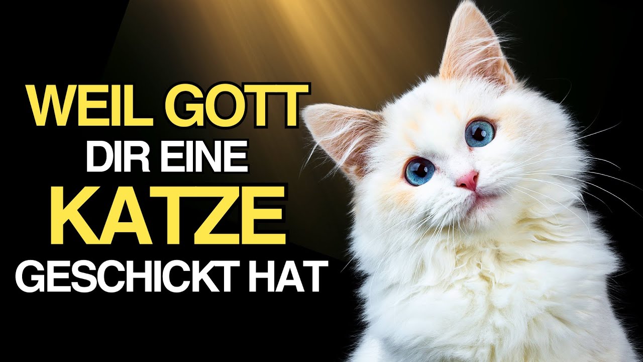😺 Warum hat Gott eine Katze in Ihr Leben geschickt? | SPIRITUALITÄT DER ...