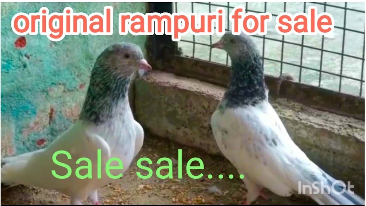 original rampuri kabootar for sale Now! sale available all india ...