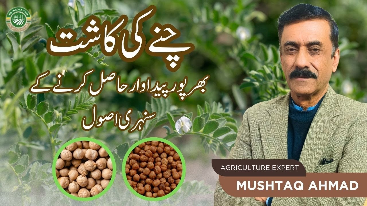 How to get maximum yield and income from gram (channa) crop | Best tips ...