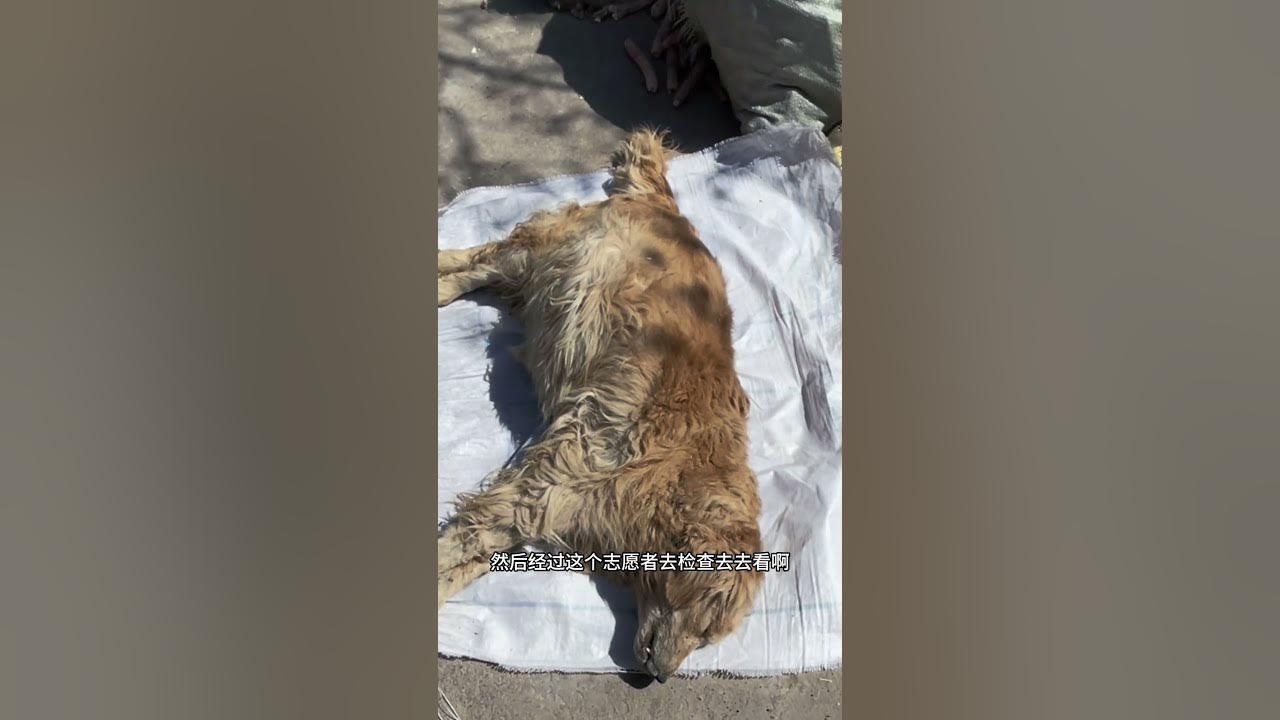 不爱请不要伤害万物皆有灵性请善待每一个生命 给它们一个家 Youtube