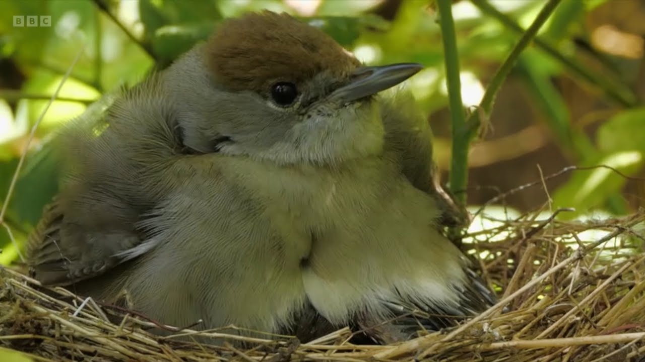 Compilation of the Blackcap Nest at RSPB Arne | Springwatch 2024 - YouTube