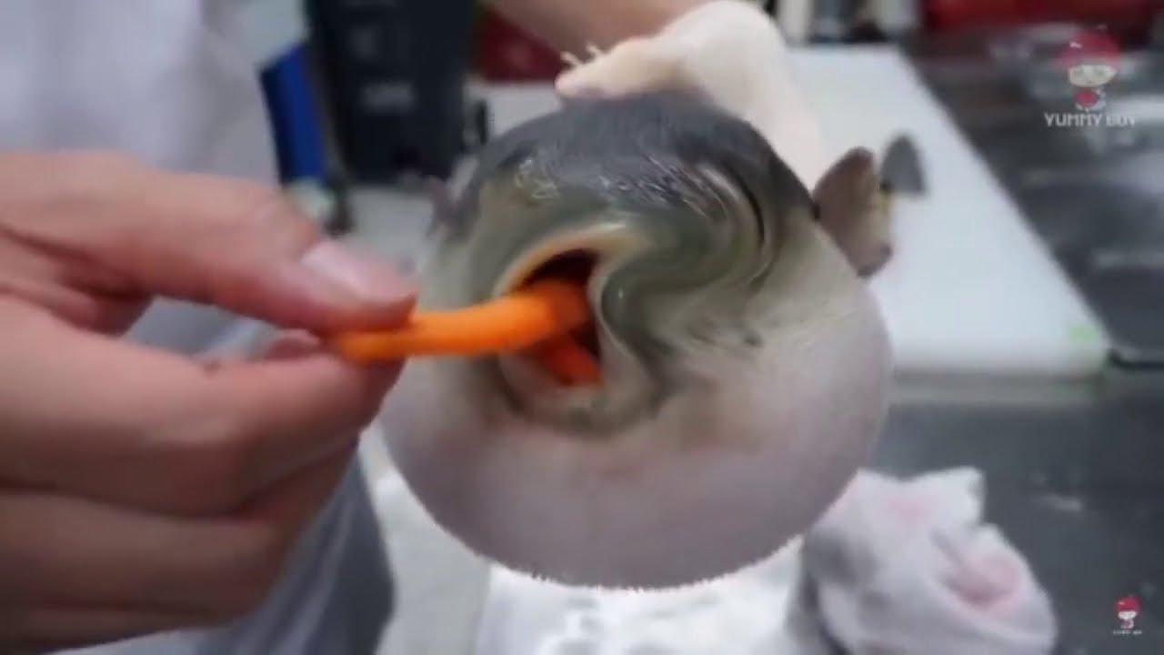Pufferfish Eating a Carrot in Vibrato - YouTube