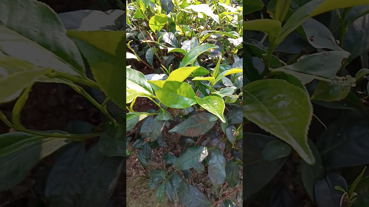 cha bagan👍👍👍👍 - YouTube