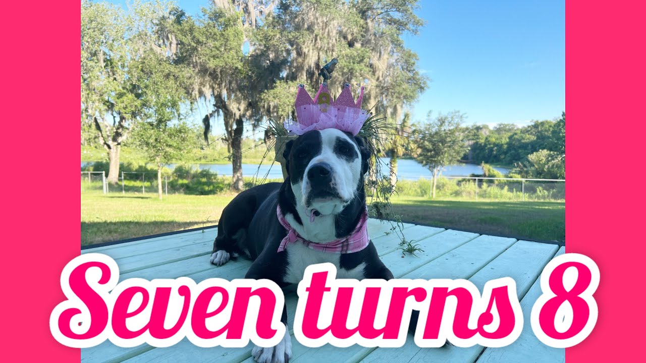 LOOK WHO TURNS 8!!! SEVEN TURNS EIGHT!!! HAPPY BIRTHDAY SEVEN!!! - YouTube