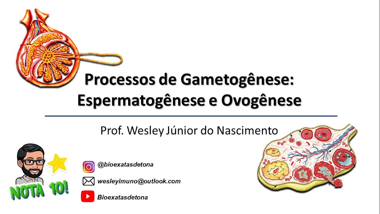 Processos de Gametogênese: Espermatogênese e Ovulogênese - YouTube