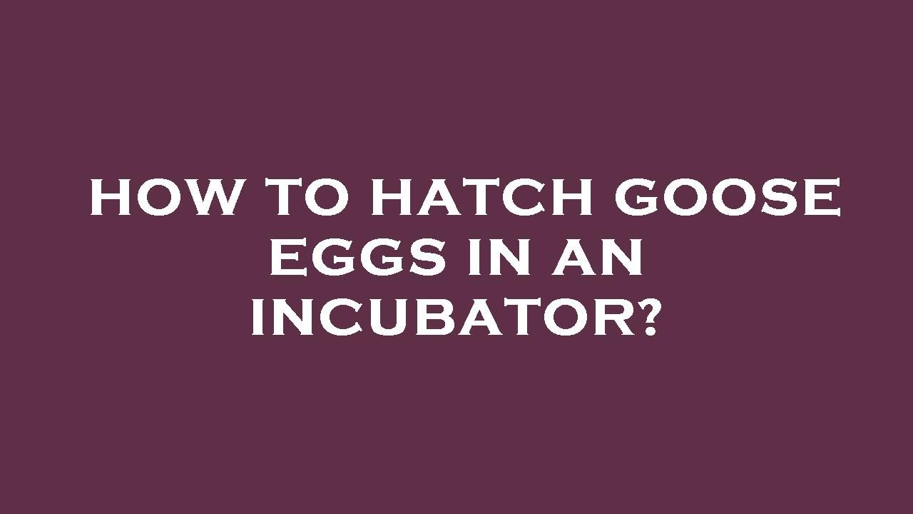 How to hatch goose eggs in an incubator? - YouTube