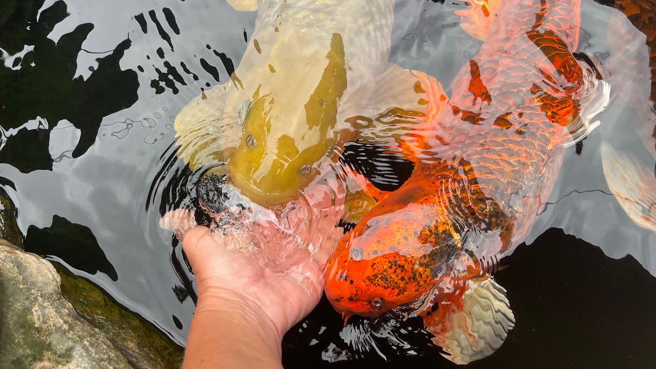 Inspirational Koi Pond - Relax, Focus, Meditate, Sleep - YouTube