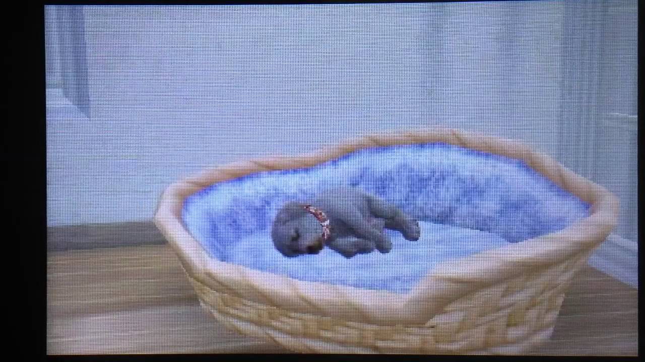 Nintendogs + cats : episode 8 - walks and tricks - YouTube