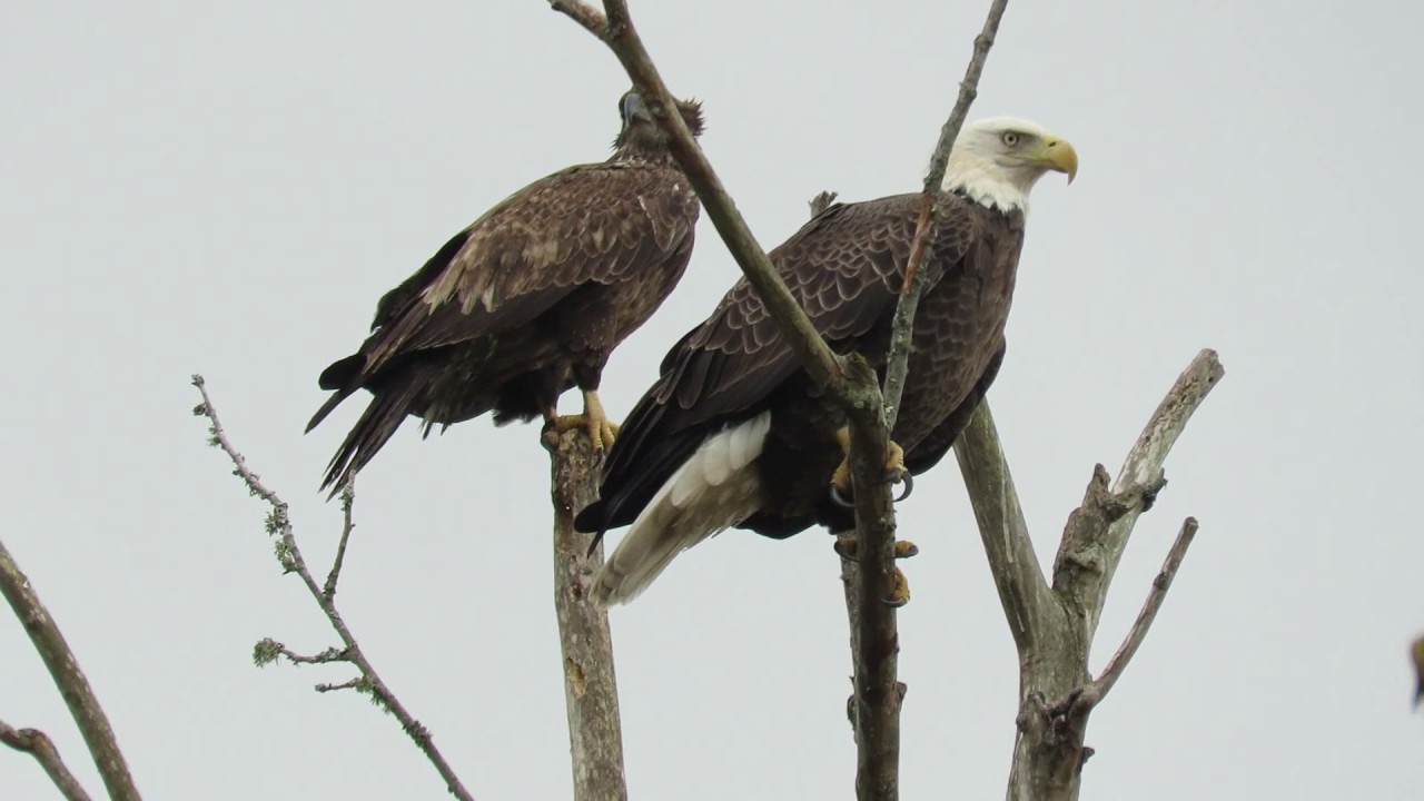 Bald Eagle (Haliaeetus leucocephalus) Adult Calling Peal Call and ...
