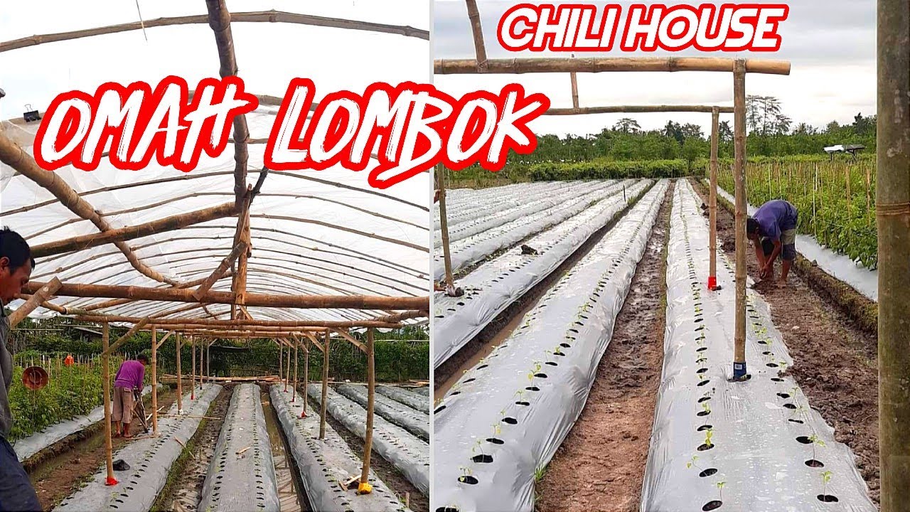 UNIK, RUMAH CABE PENANGKAL HUJAN & PATEK 😄!! CHILI HOUSE - YouTube