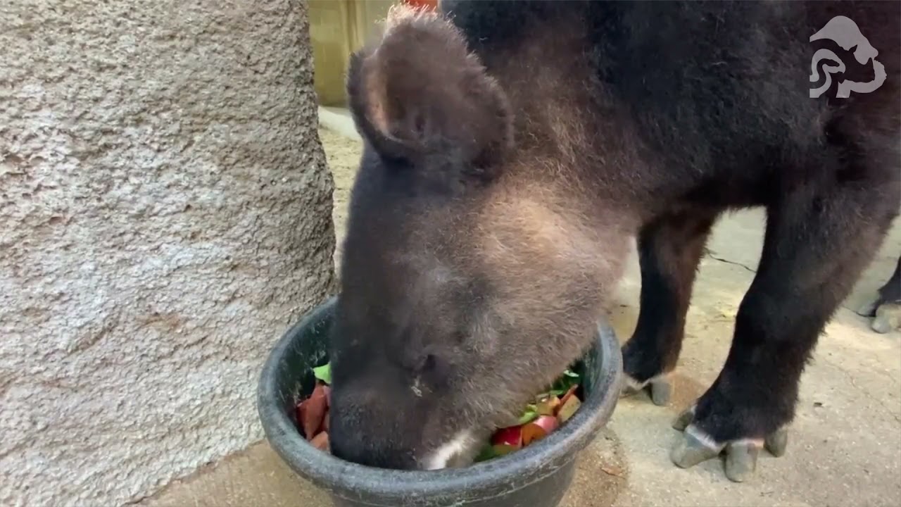 Sound On! 🔊Mountain Tapir ASMR - YouTube