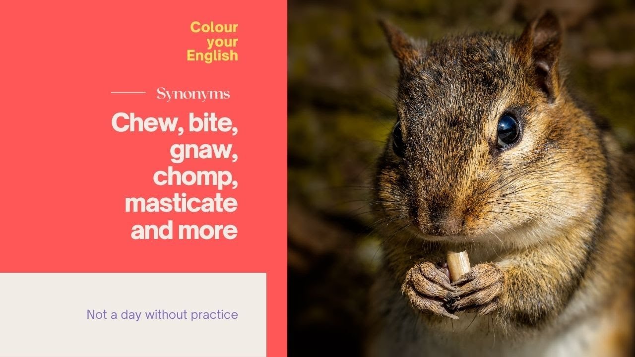 Just know these synonyms for chew - Synonyms - YouTube