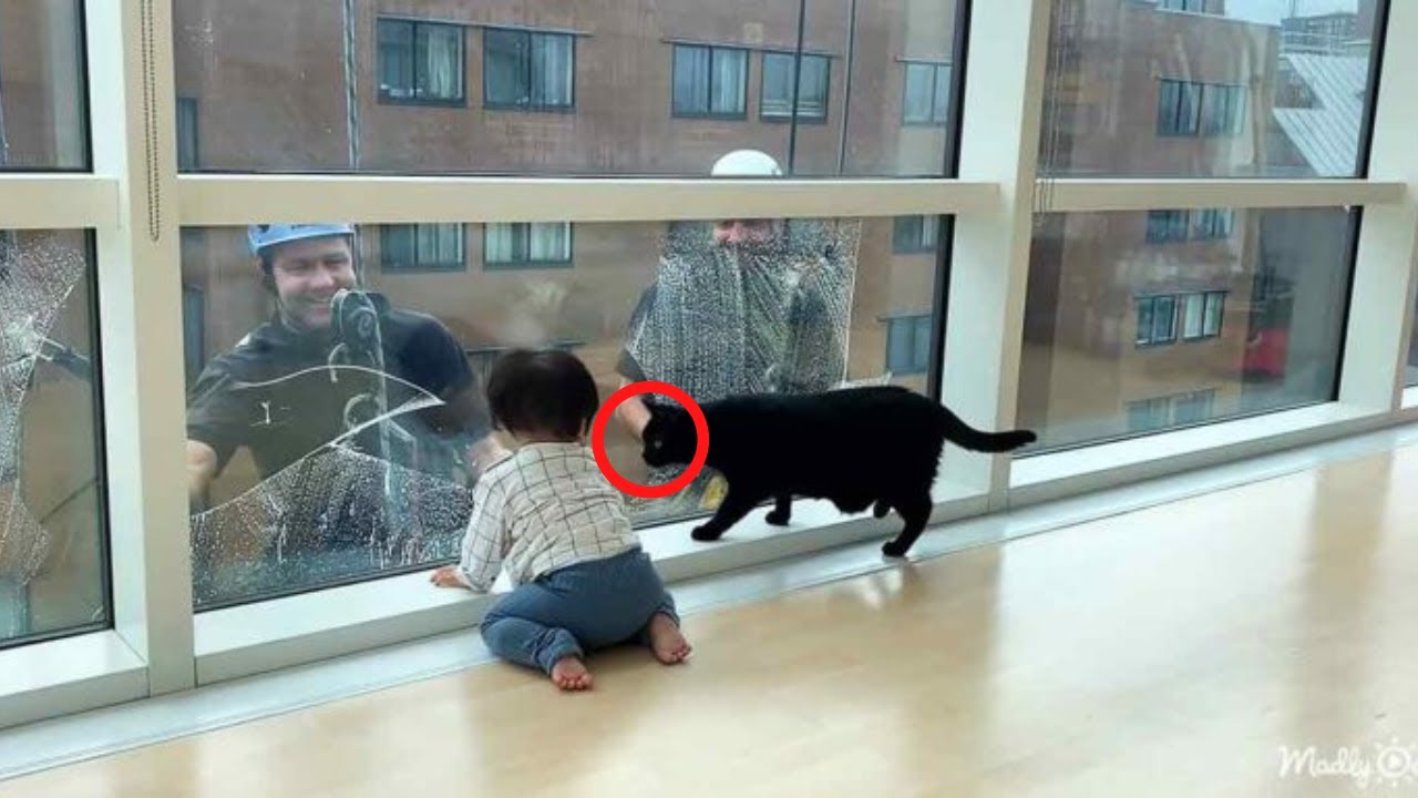Adorable baby and his cat closely watch a pair of window cleaners 1 ...
