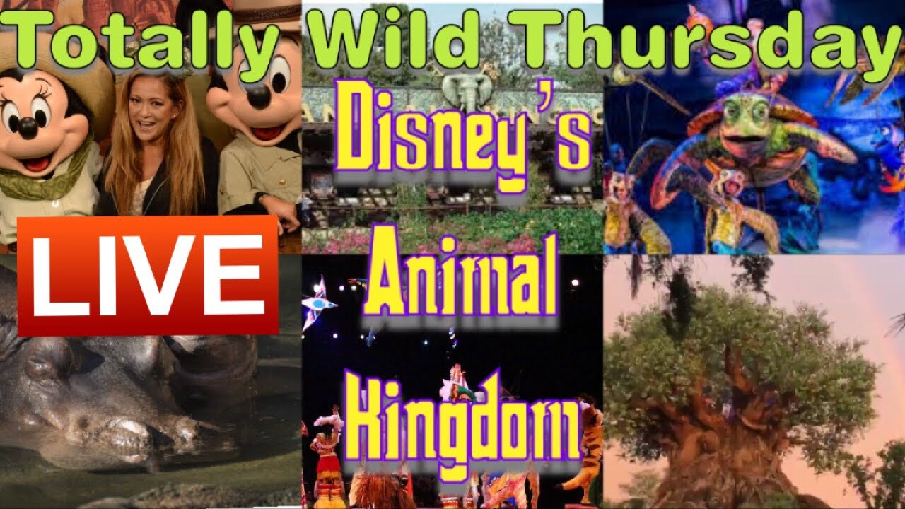 🔴LIVE. Totally Wild Thursday@ Disney’s Animal Kingdom Park. - YouTube