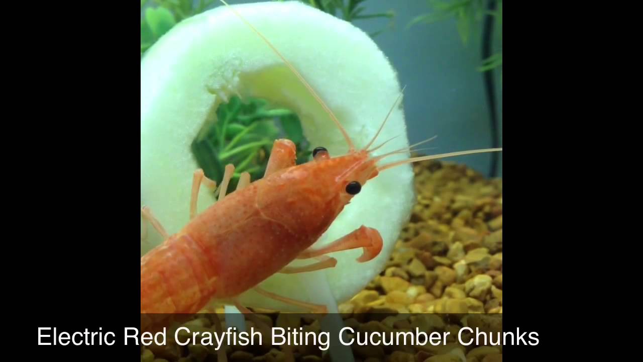 Crayfish Feeding Time! Cucumber Ring - YouTube