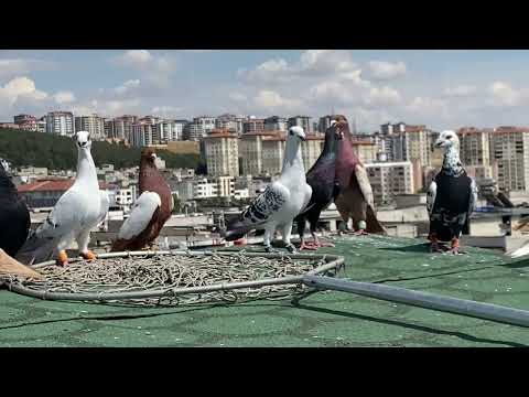 ELVAN KUŞLARIMIZIN ARTIK AYRI KÜMESİ VAR !