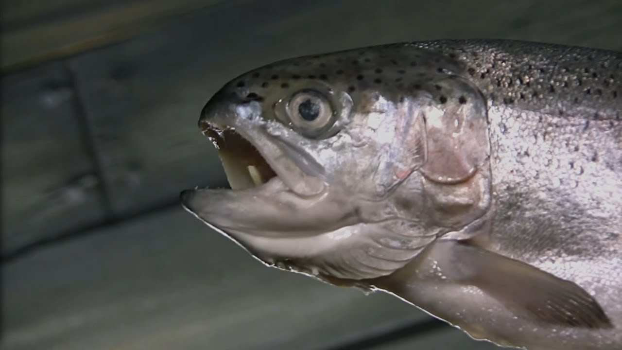 Flapjack Catches a Candy Fish - YouTube