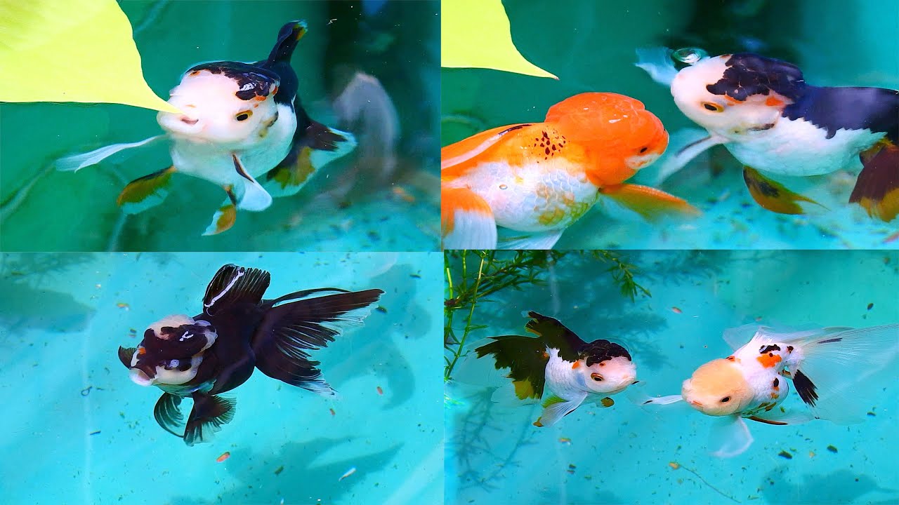 Breeding Goldfish aquarium,Top goldfish,cute animal - YouTube