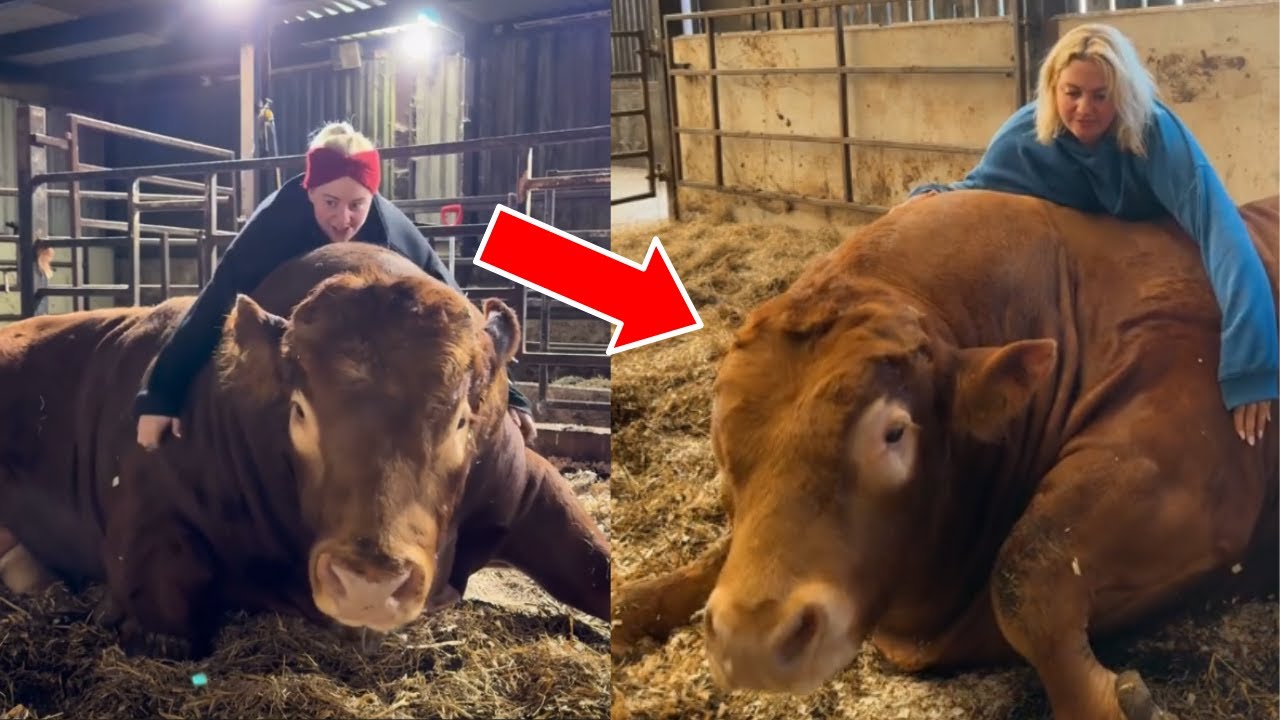 Gentle Giant Bull Has Special Bond With Woman Who Raised Him - YouTube