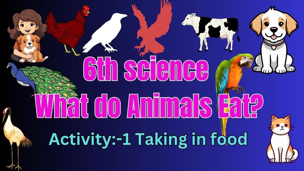 What do Animals eat? Activity:-1 Taking in food 6th Science - YouTube