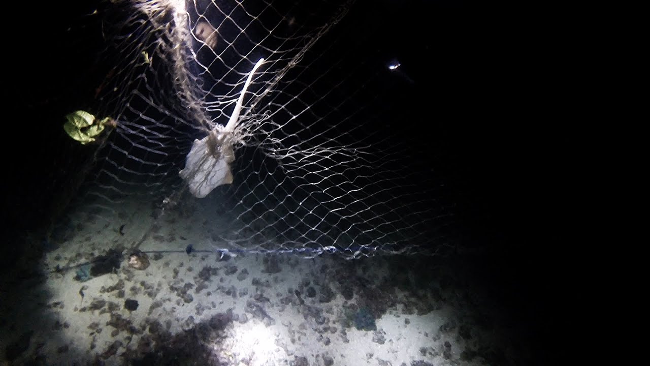 Divers Rescue Entangled Stingray - YouTube