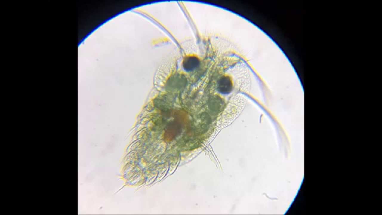 Argulus from egg to larvae in 5 days - YouTube