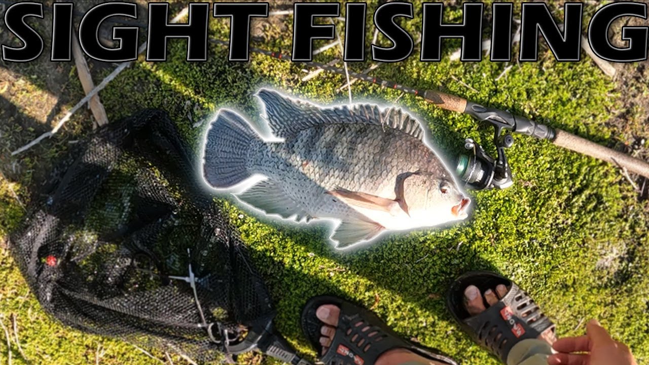 Sight fishing giant tilapia: how to catch tilapia in California - YouTube