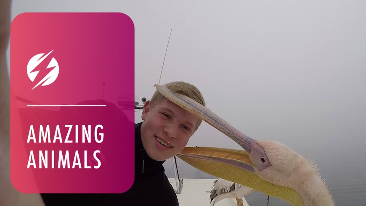 Naughty Pelican Bites Photographer During Selfie - YouTube