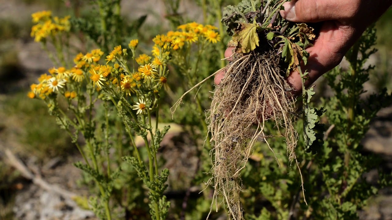 2018 Vol 3 NWV 9 Tansy Ragwort - YouTube