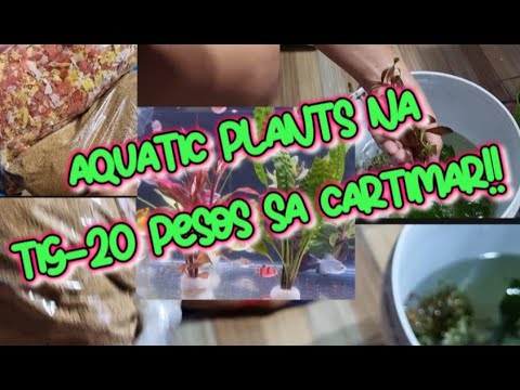 Episode #6 🪸🌿Cartimar Aquatic plants for 20 pesos!! #cartimar # ...