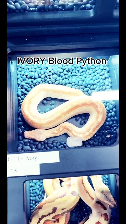 IVORY Blood Python - YouTube