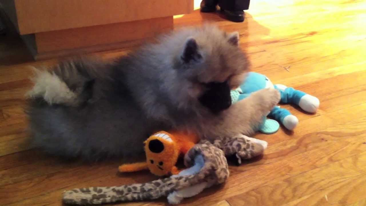 Cute Puppy - Keeshond 11 weeks - YouTube