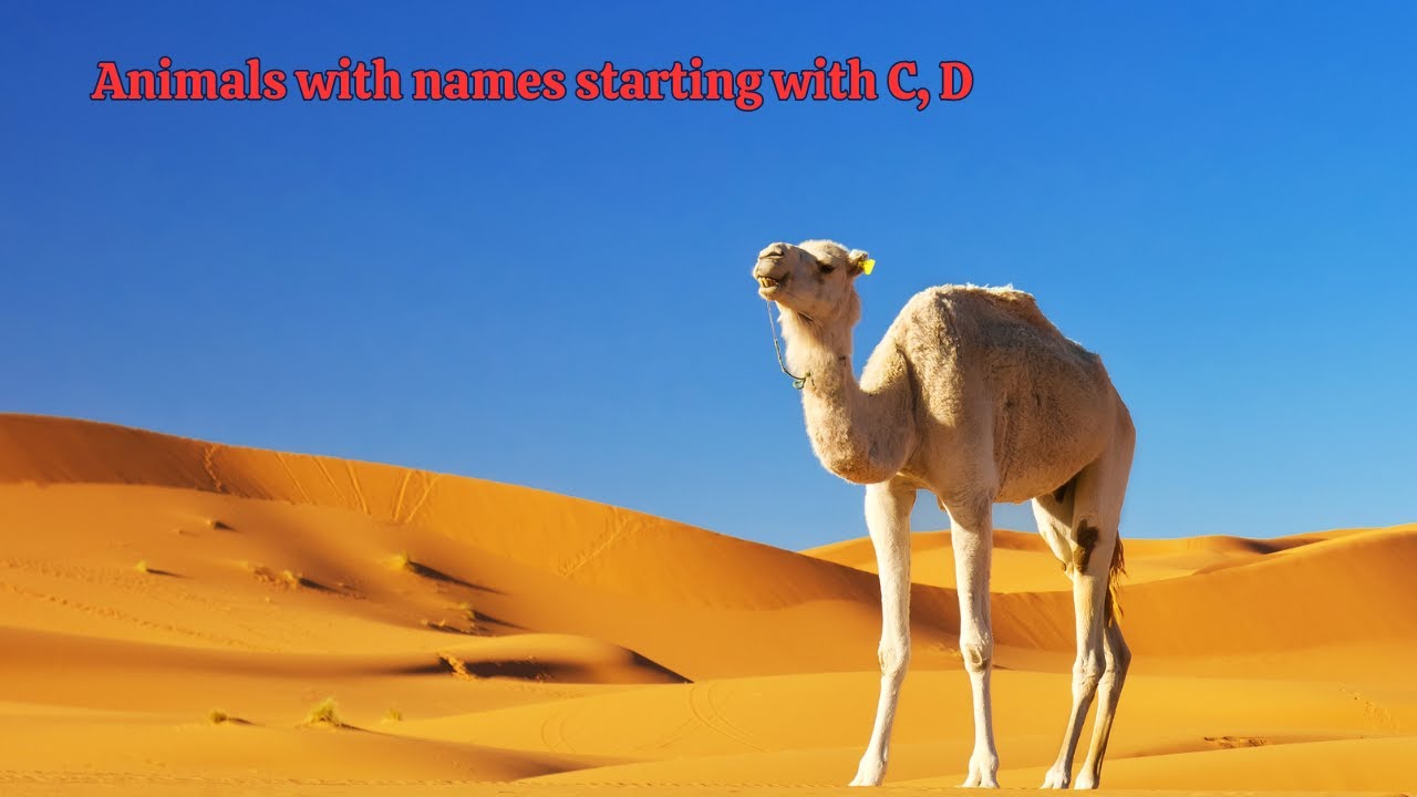 Animals With Names Starting With C D YouTube animals-with-names-starting-with-c-d-youtube
