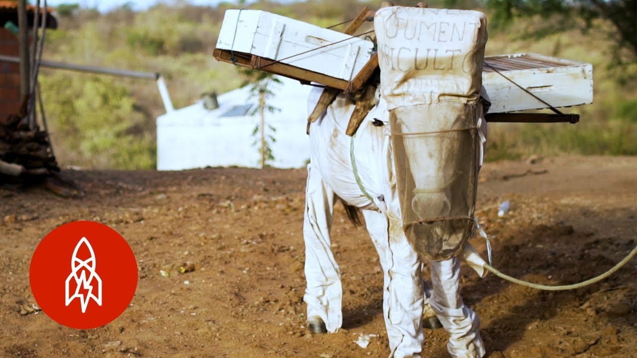 Brazil’s Beekeeping Donkey - YouTube