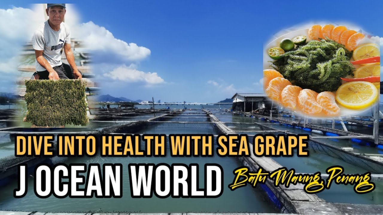 Dive Into Health with Sea Grape - J Ocean World, Batu Maung - YouTube