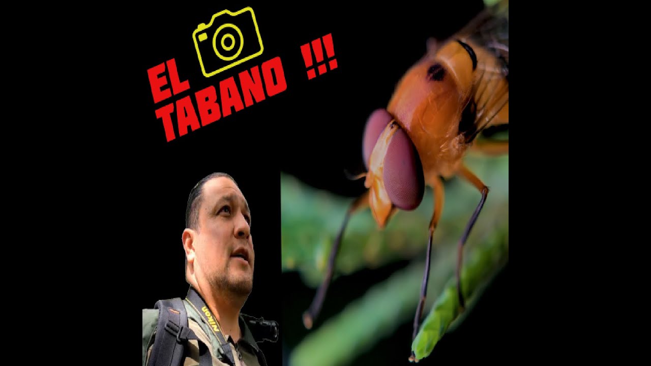 ME ENCONTRE UN TABANO - YouTube