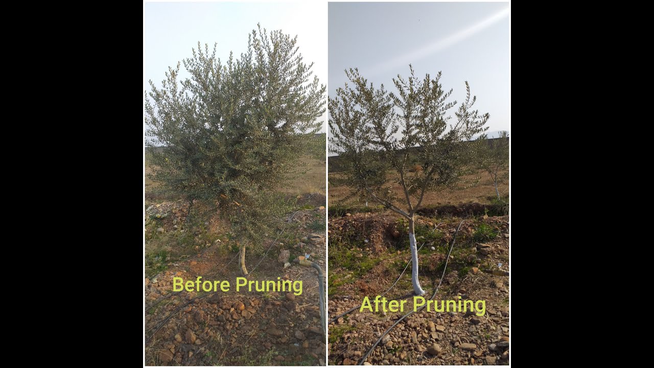 Pruning/Cutting of Olive tree I Before vs After Pruning l Utopia Olive ...